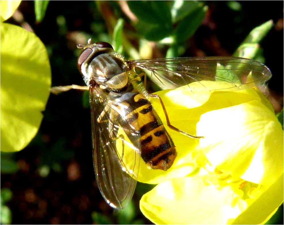 Insects of Scotland: Hoverflies