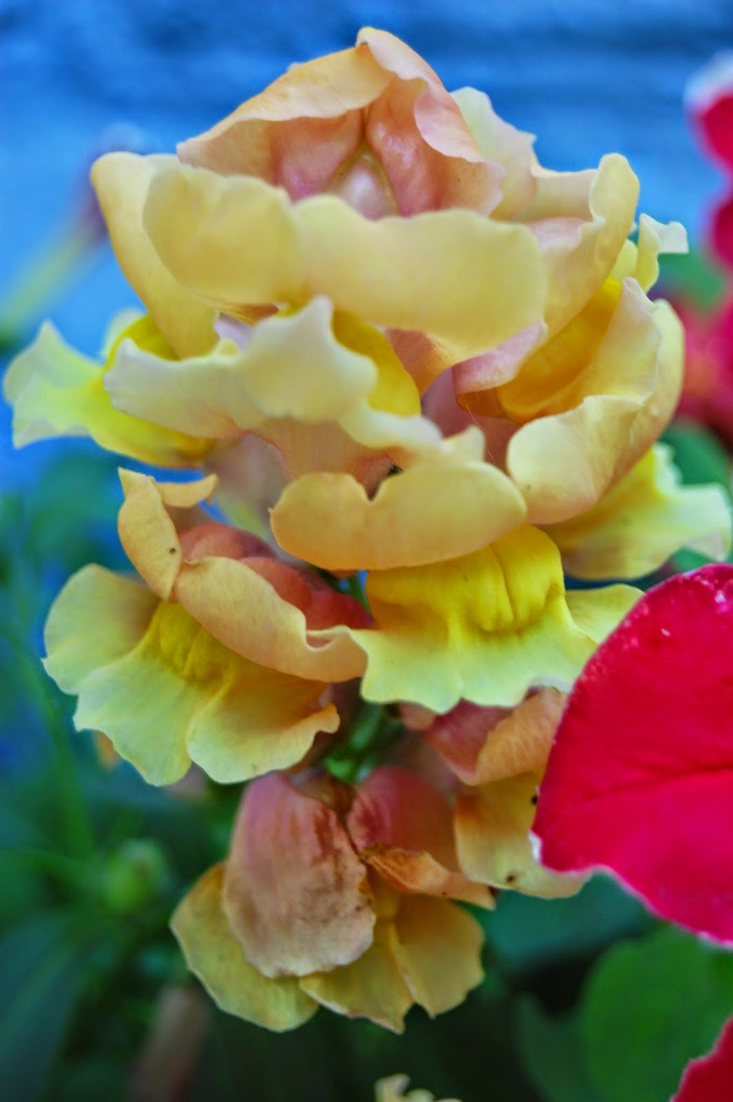 SNAPDRAGON FLOWER photos - wallpapers | the fun bank