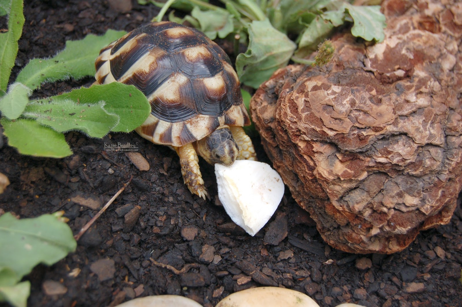 Tortaddiction: The tortoise nursery
