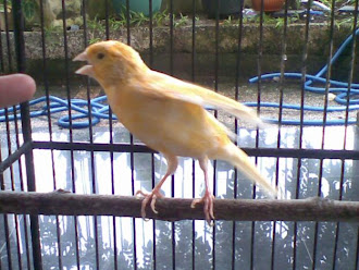 peternak kenari27_tuul store: HARGA TERBARU KENARI LOKAL