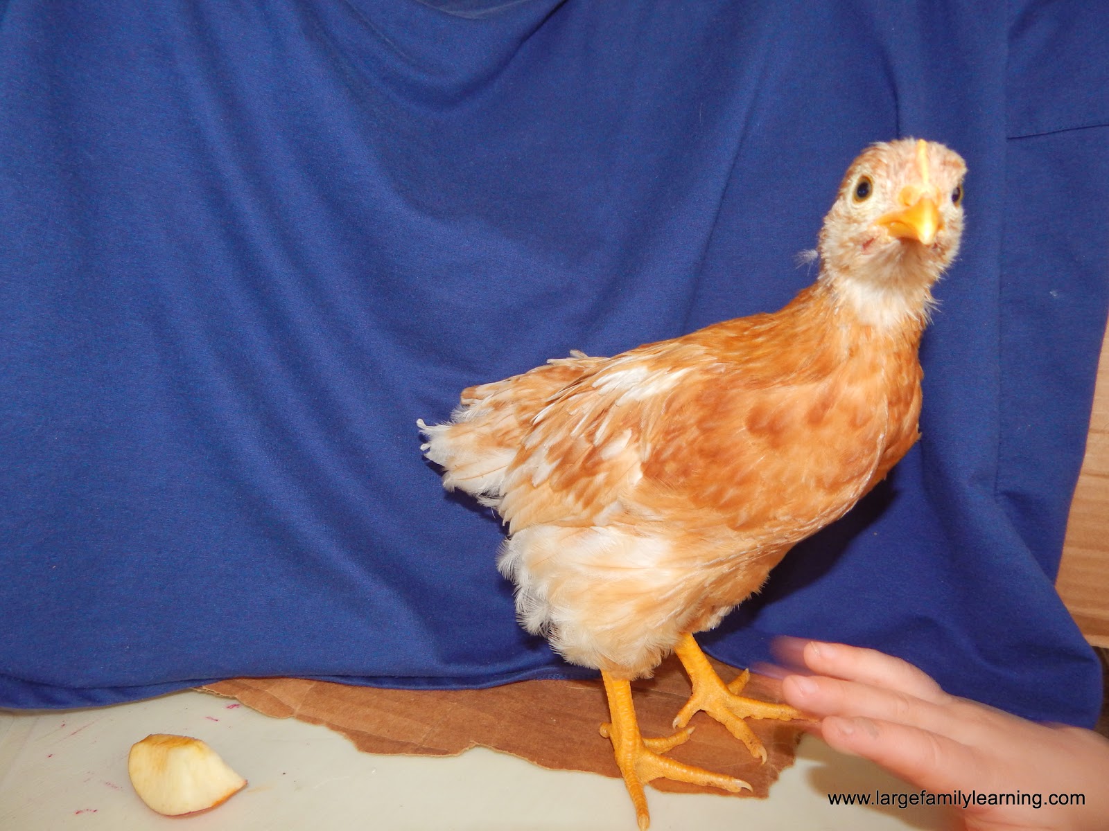 Large Family Learning : Raising Baby Chicks: 5 Weeks Old