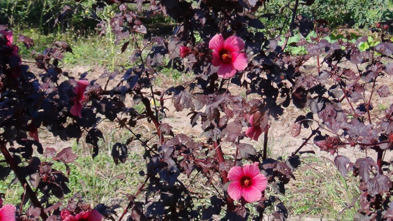 Curso de Agricultura Natural: AULA 17: Texto de apoio