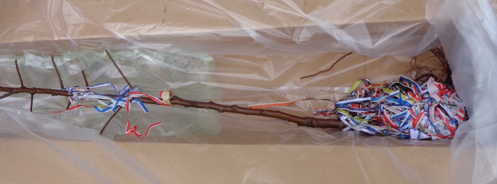 Daniel's Pacific NW Garden: Planting a Jonared dwarf apple from Starks ...