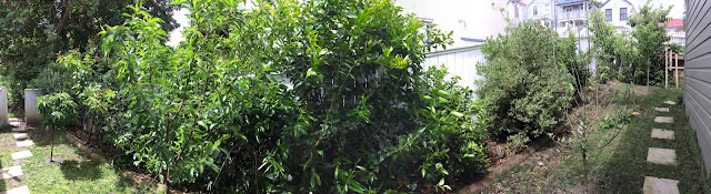Citrus Enthusiast: The Citrus Hedge