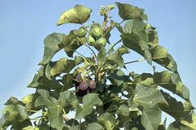 Wonder Fruits, Plants and Seeds: Do you know Tuba-tuba leaf are useful ...