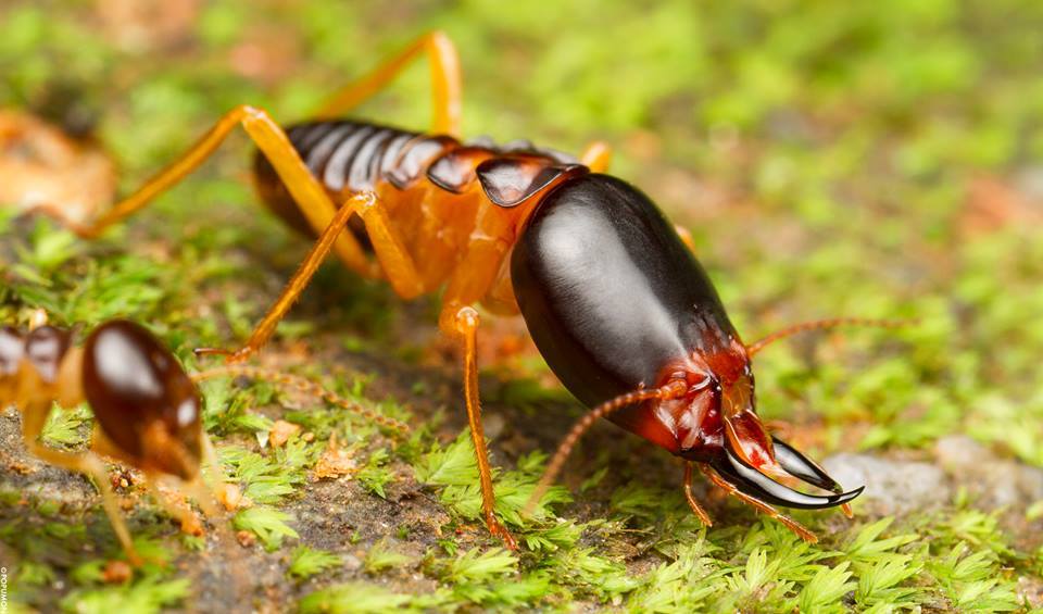 El Blog de Mórdel: ¿Cómo son (como se ven) las termitas?