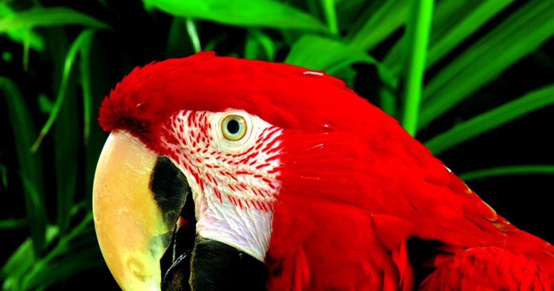 Amazon Rainforest Animals For Kids | Amazing Wallpapers