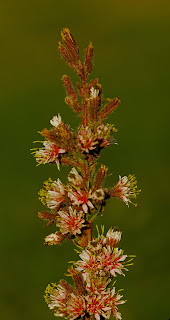 Kentucky Native Plant and Wildlife: Plant of the week, Purple ...