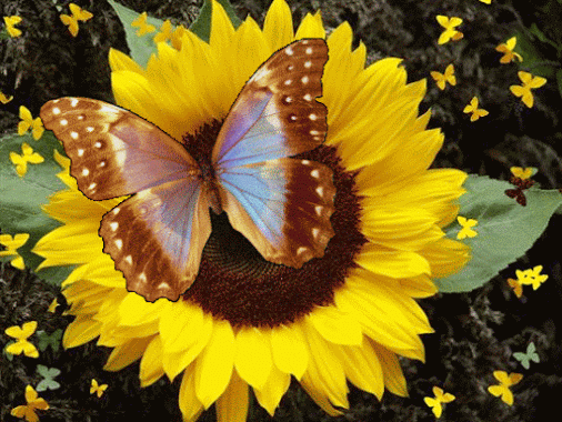 GIFS HERMOSOS: mariposas en moviietno encontradas en la web