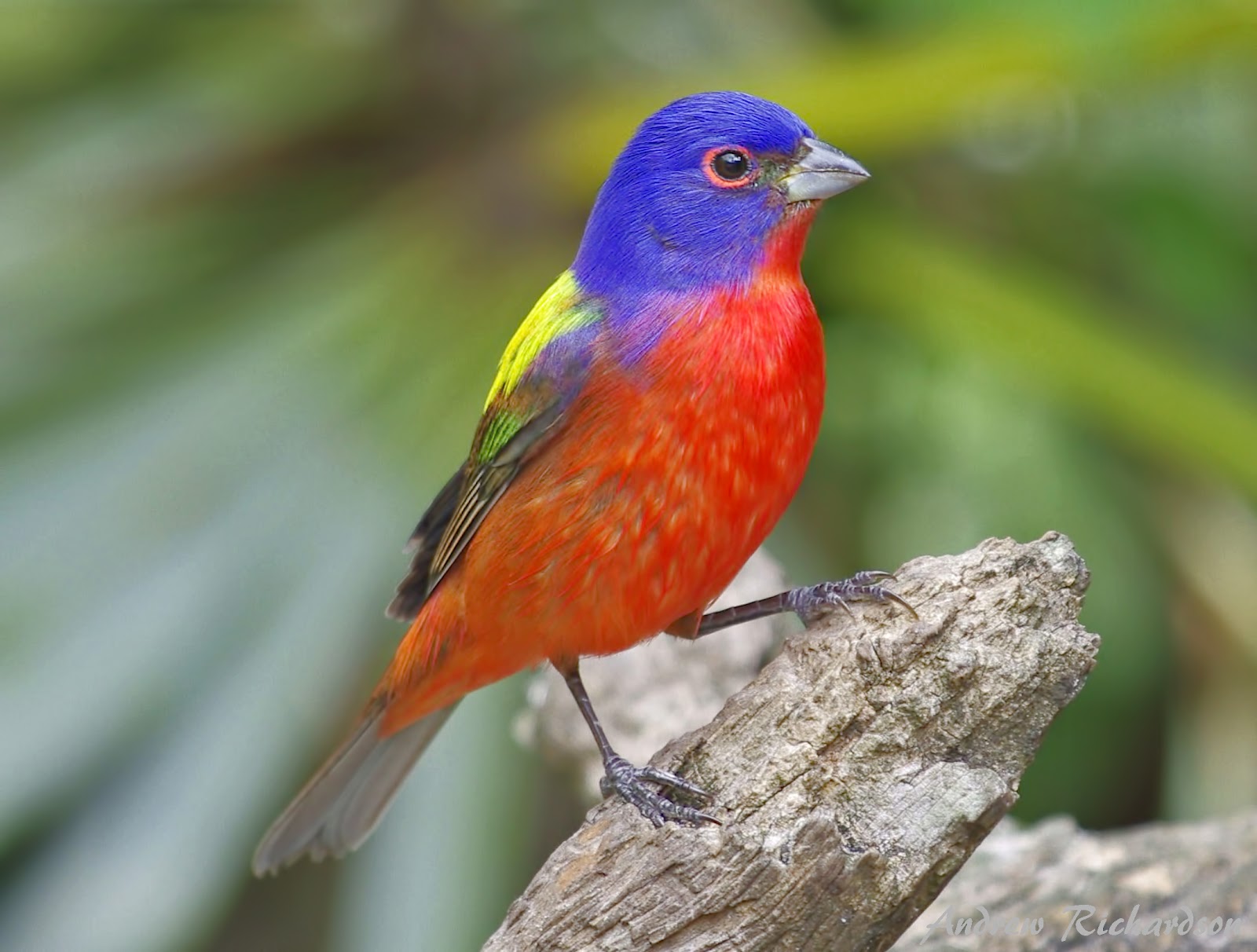 Painted Bunting (Passerina ciris) - Trend burung