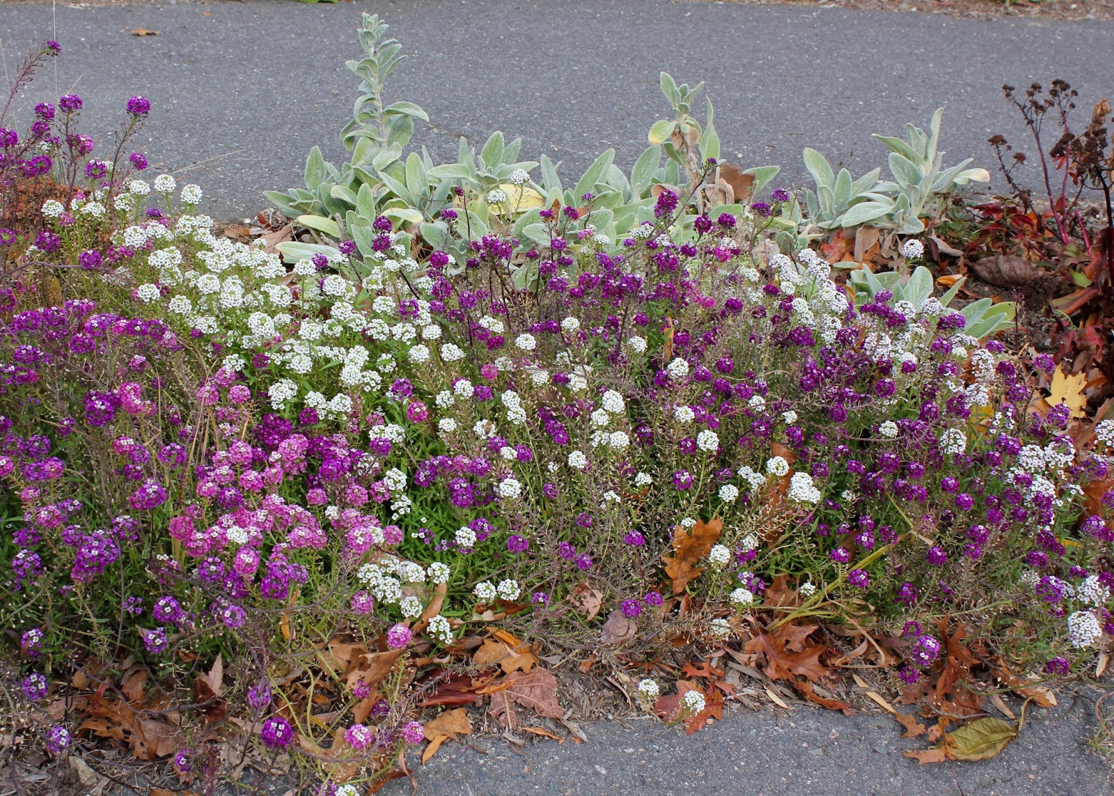 Red House Garden: Abundant Appreciation for Autumn Alyssum