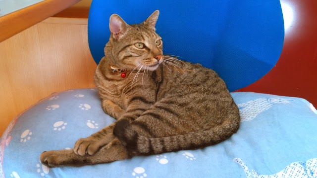 Bloguinho Saloio: Riscas