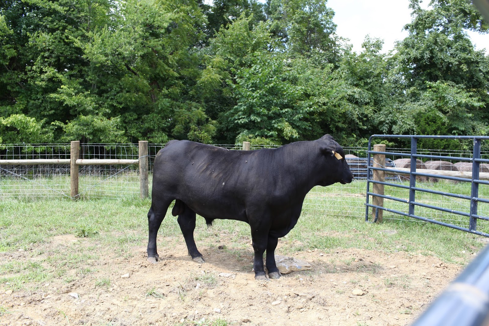 The Shupeville Zoo: BULL!!!!