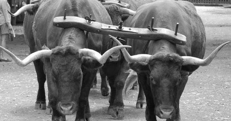 Hezbos In YOUR Backyard: The Yoke of Torah