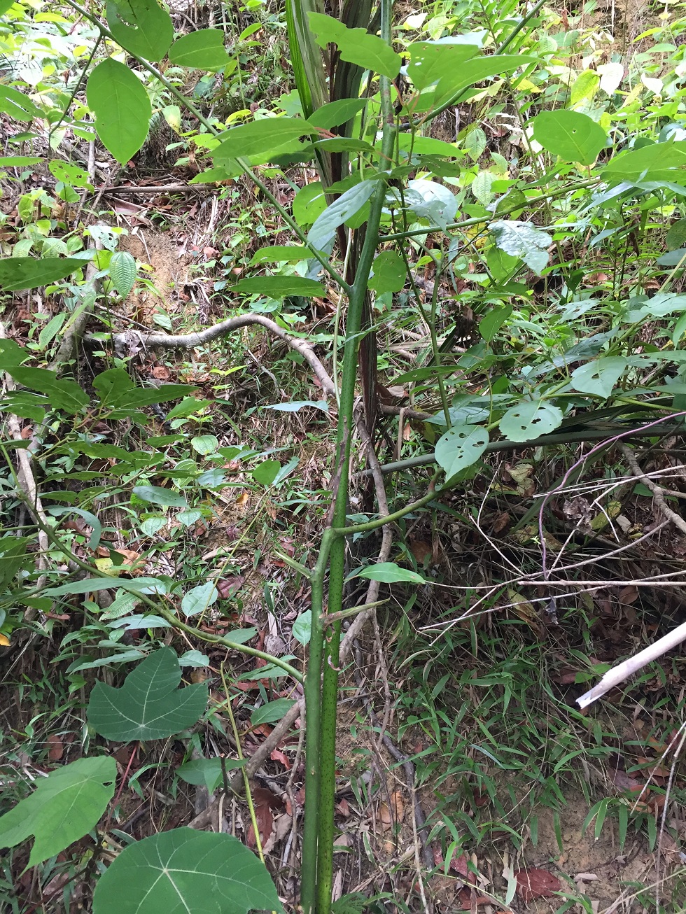 A.Syamim: Khazanah hutan : Pokok Sarsi.