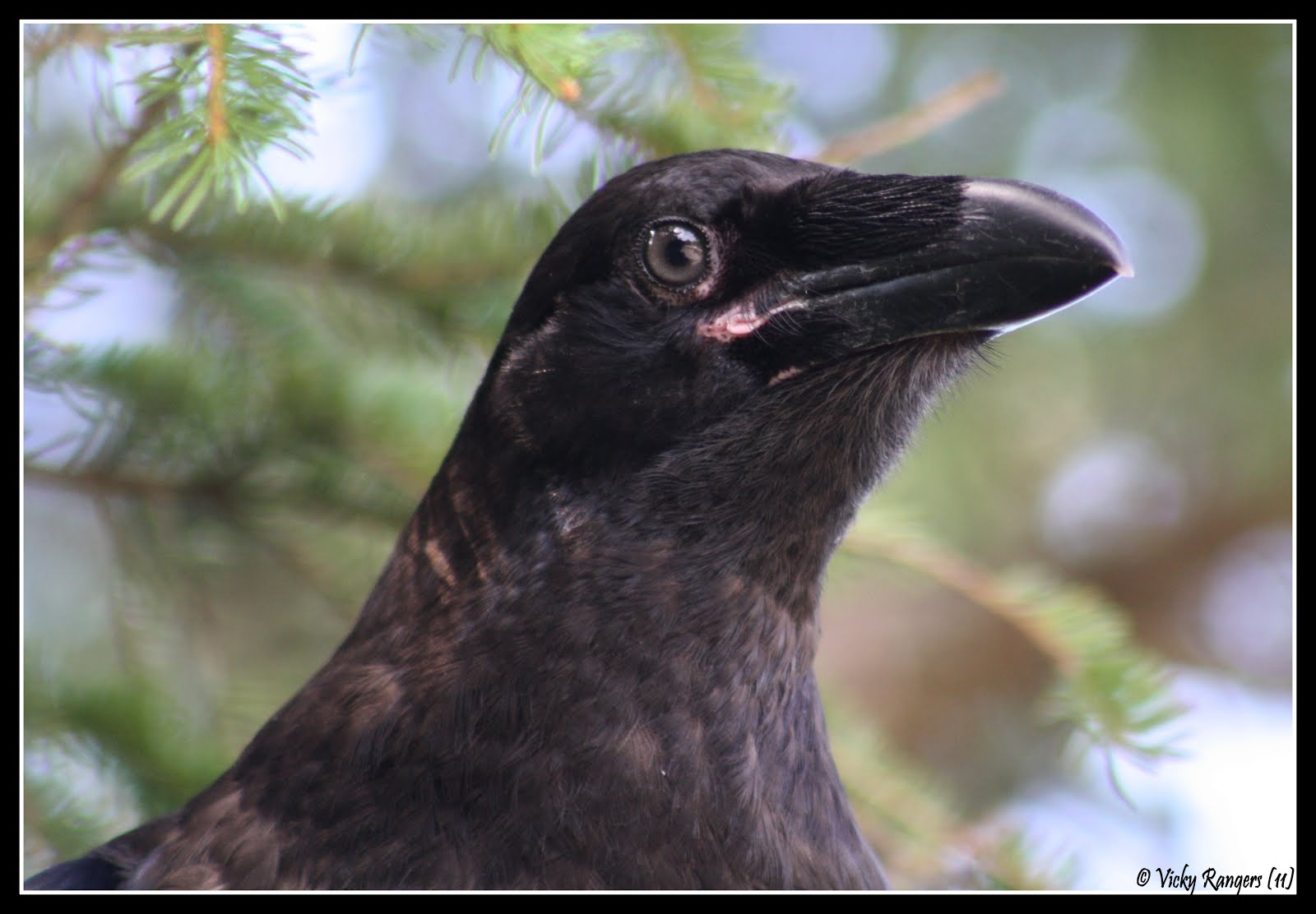 La faune et la flore du Québec en photos: Grand corbeau, Corvus corax
