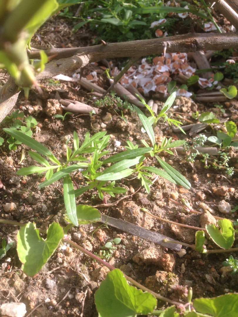 Jom Tanam Sayur ( JTS ) : Semaian Ulam Raja Sudah TumbuhJom Tanam Sayur ...