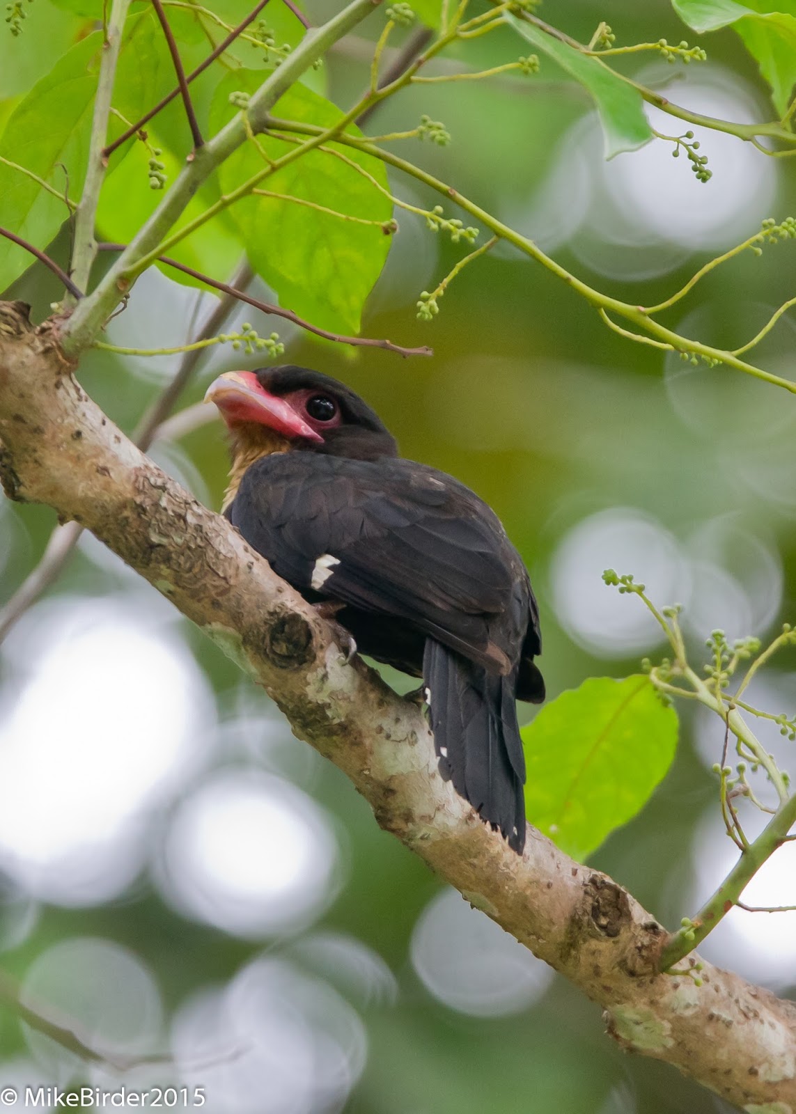 Mike is the name Birding is the game ( Birding in Malaysia - Malaysian ...