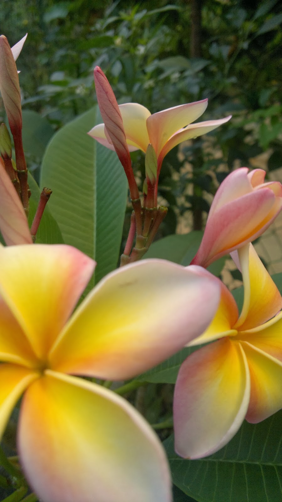 from my garden: Plumeria / frangipani / pokok bunga kemboja