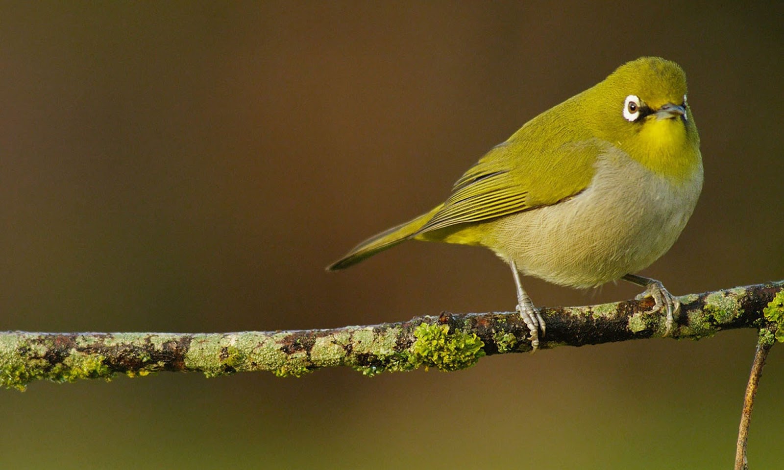 Pleci Buxtoni ~ Kedai Kicau - Jack Bird Shop