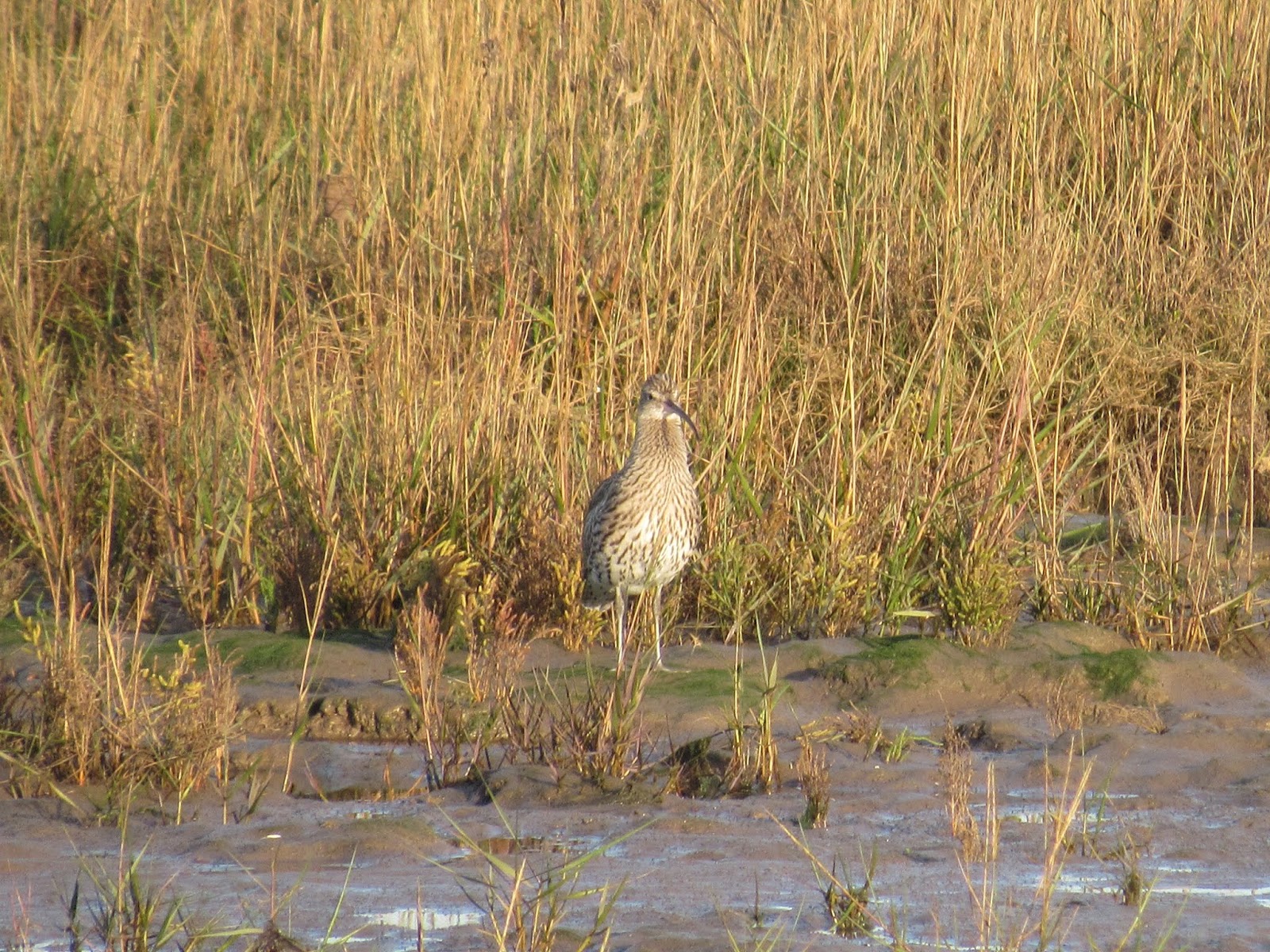 The Wryneck: IN DEFENCE OF RSPB'S CROW-CULLING AT SENSITIVE WADER ...