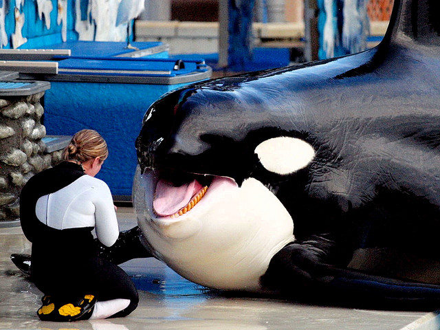 Animals of the world: Ulises "Orca"