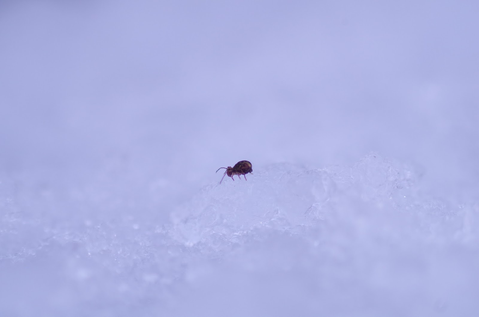 The Bugs in the Backyard: Snow Bugs