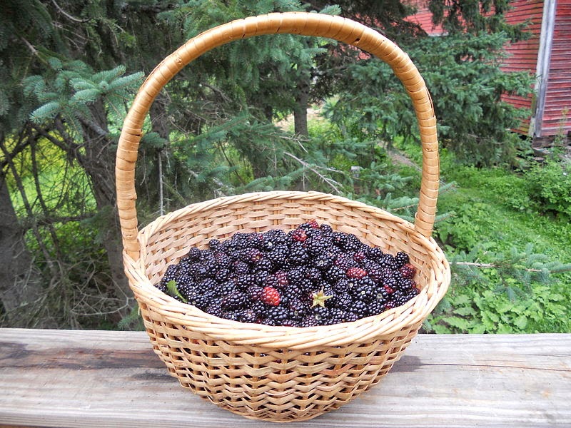 HOW TO GROW BLACKBERRIES |The Garden of Eaden