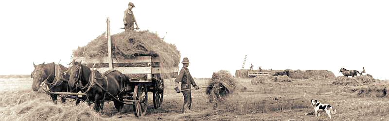 Prairie Bluestem: Horse Drawn Hay Sweep-Rake