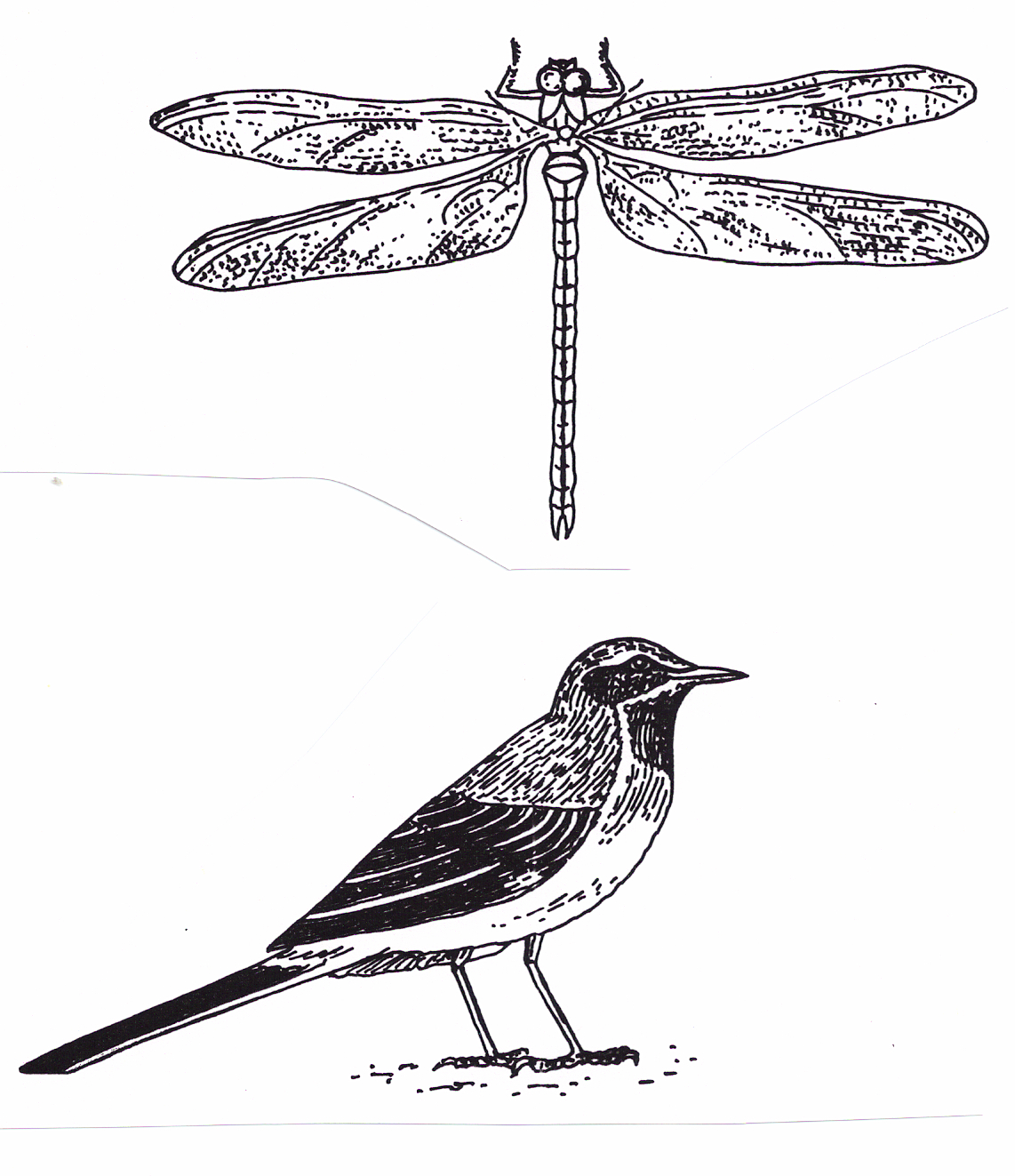 EL INTRÉPIDO ANTONIO JESÚS: MIS DIBUJOS