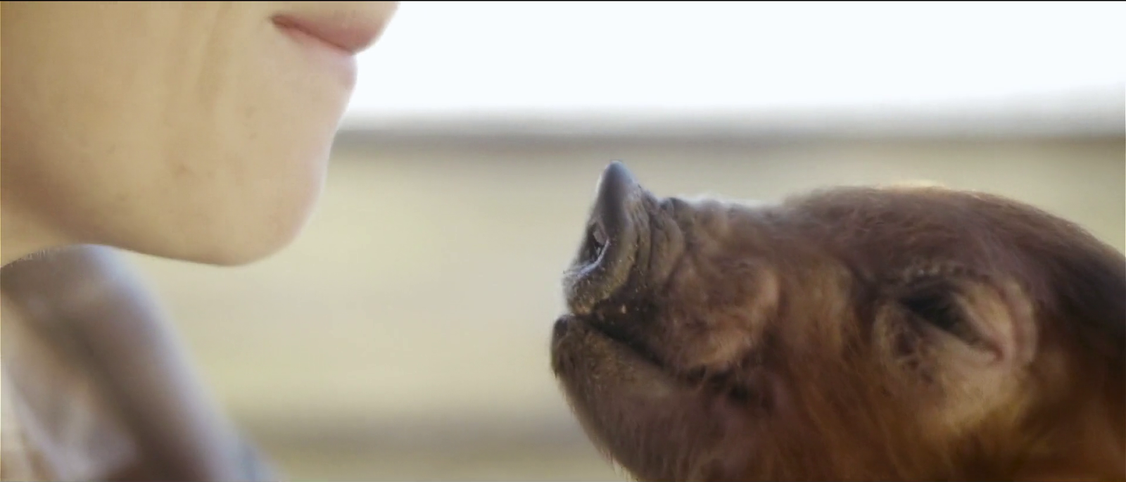 Screenplay Isles: Film Review: Upstream Color (2013)