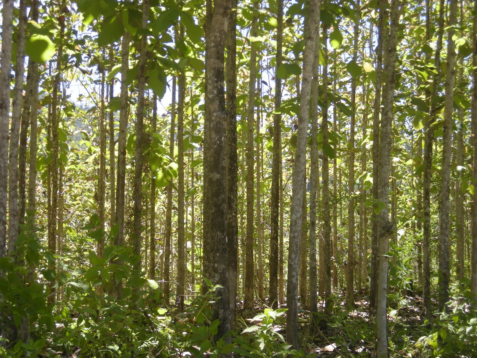 Hikayat Kehidupan: Kayu Jati dan Manfaatnya (2)