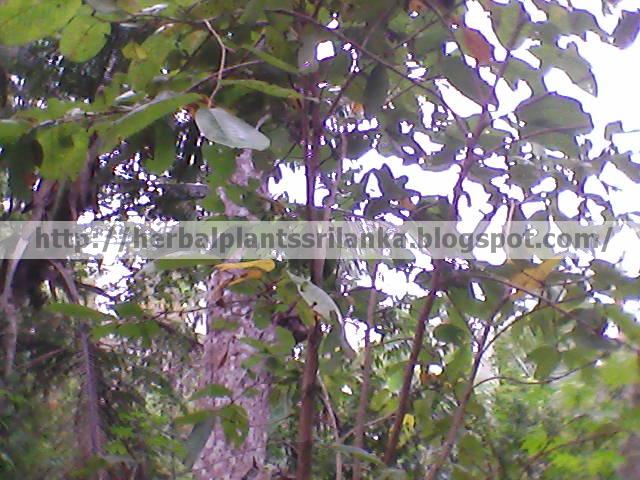 BRIDELIA RETUSA - කැටකලා -කැටකෑල