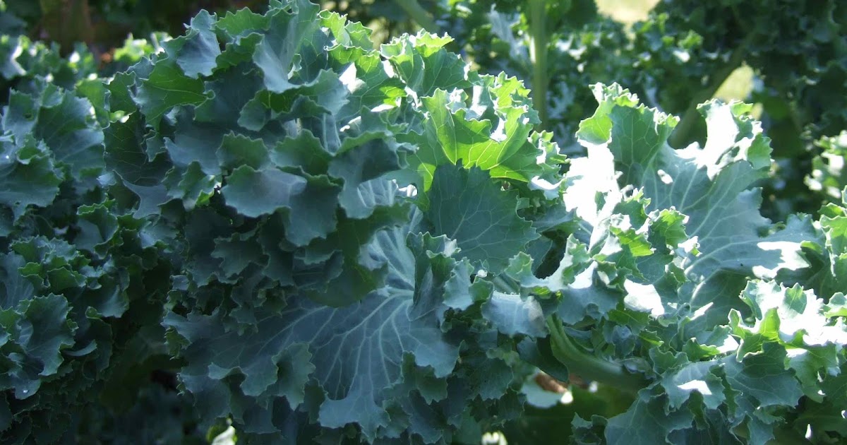 Helping Gardeners Grow: Eat More (free) Kale
