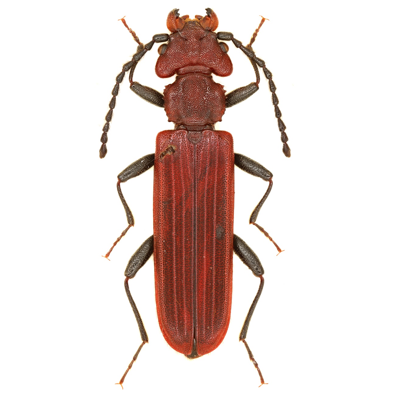Species New to Science: [Entomology • 2019] Cucujus costatus ...