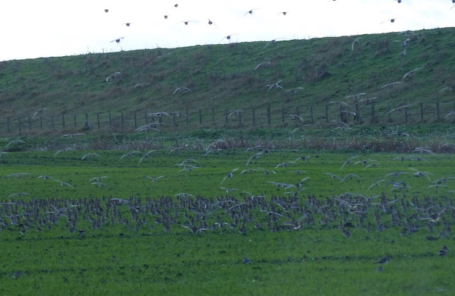 A Field Notebook: Pymoor, Cambridgeshire