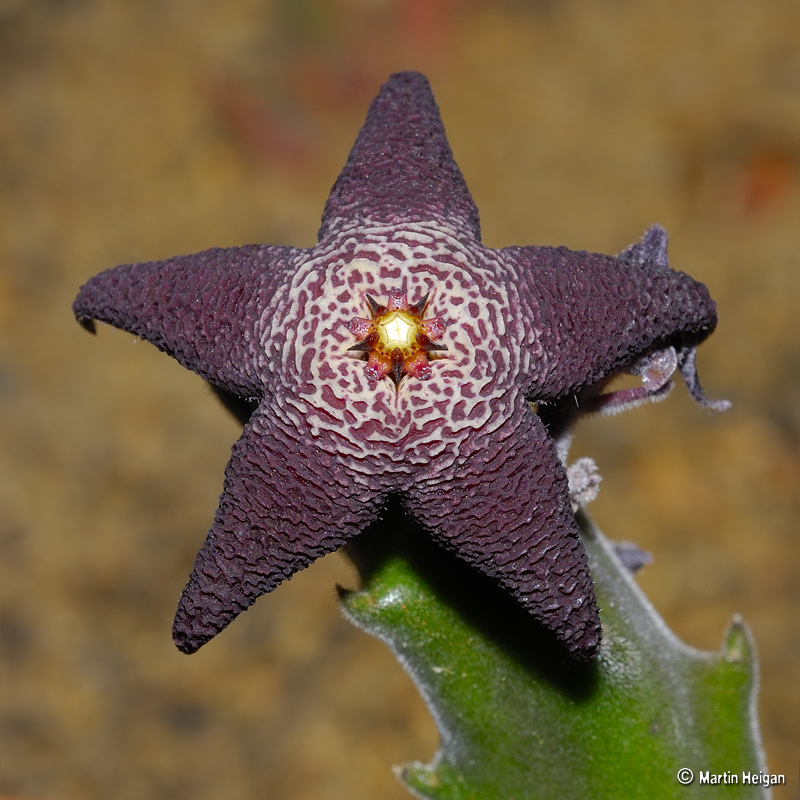 STAPELIA SPECIES ~ Cactus and suculents