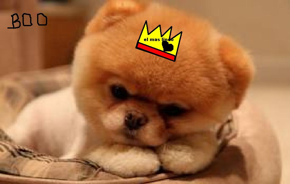 Fotos d perros bonitos - Imagui