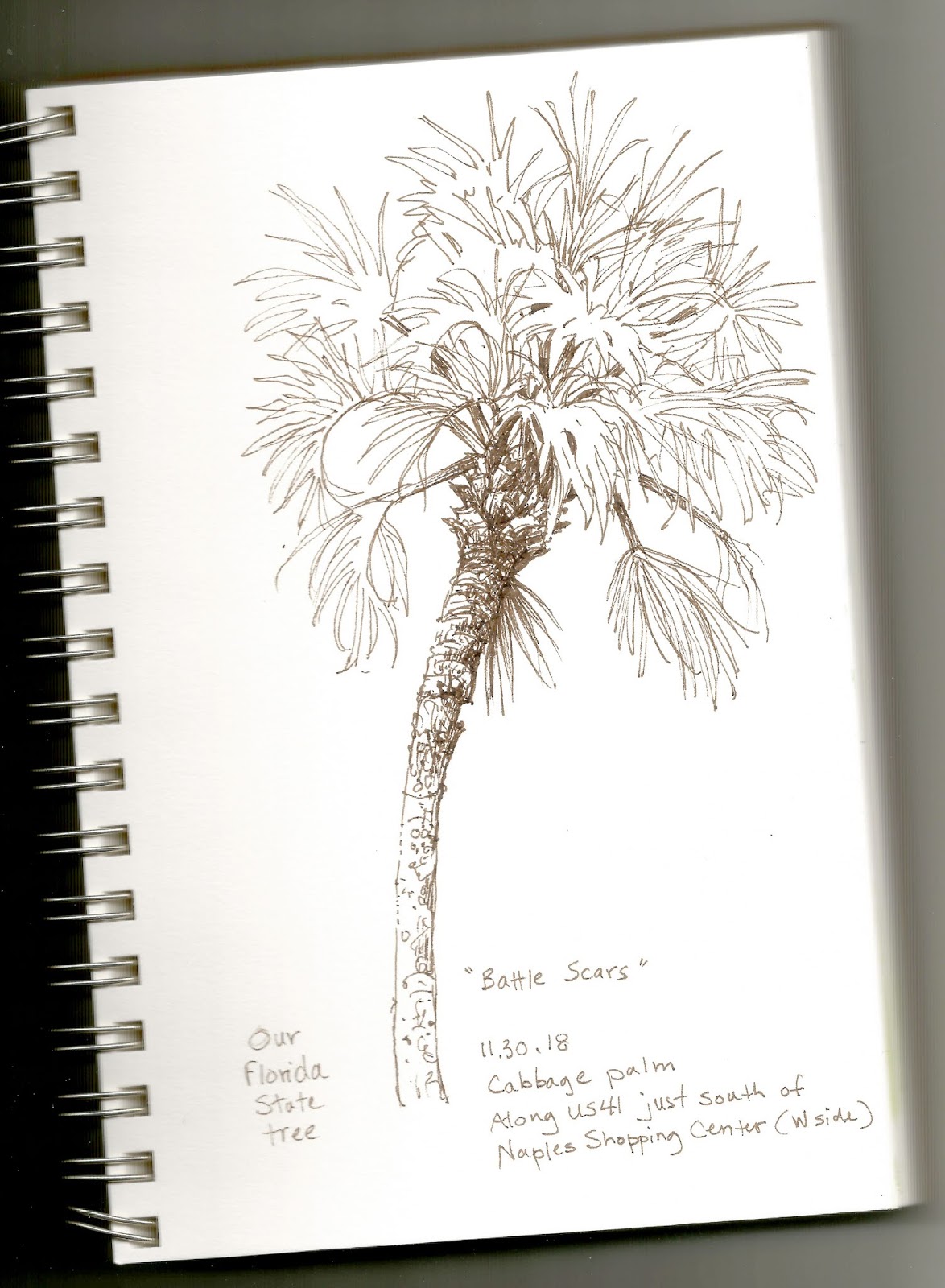 A Nature Art Journal: Scars on a Cabbage palm