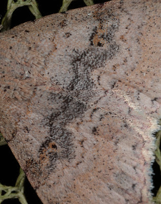 BunyipCo: November 2012