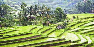 BEAUTIFUL OF BALI: SUBAK ON BALI