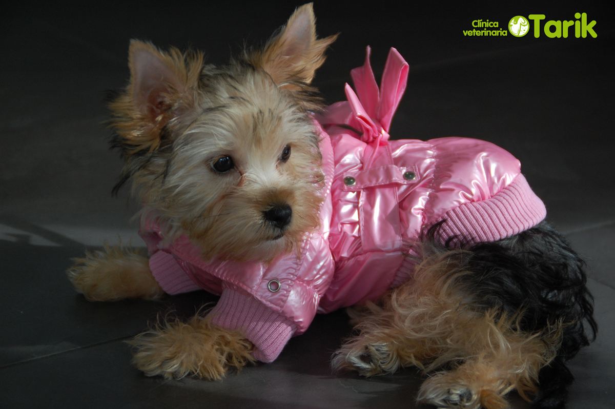 Clínica veterinaria Tarik: DESFILE DE MODA CANINA OTOÑO - INVIERNO