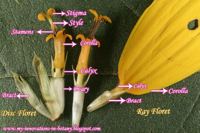 Botany-mother of life: Asteraceae