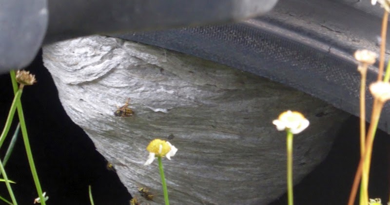 Rural Revolution: Wasp control that WORKS