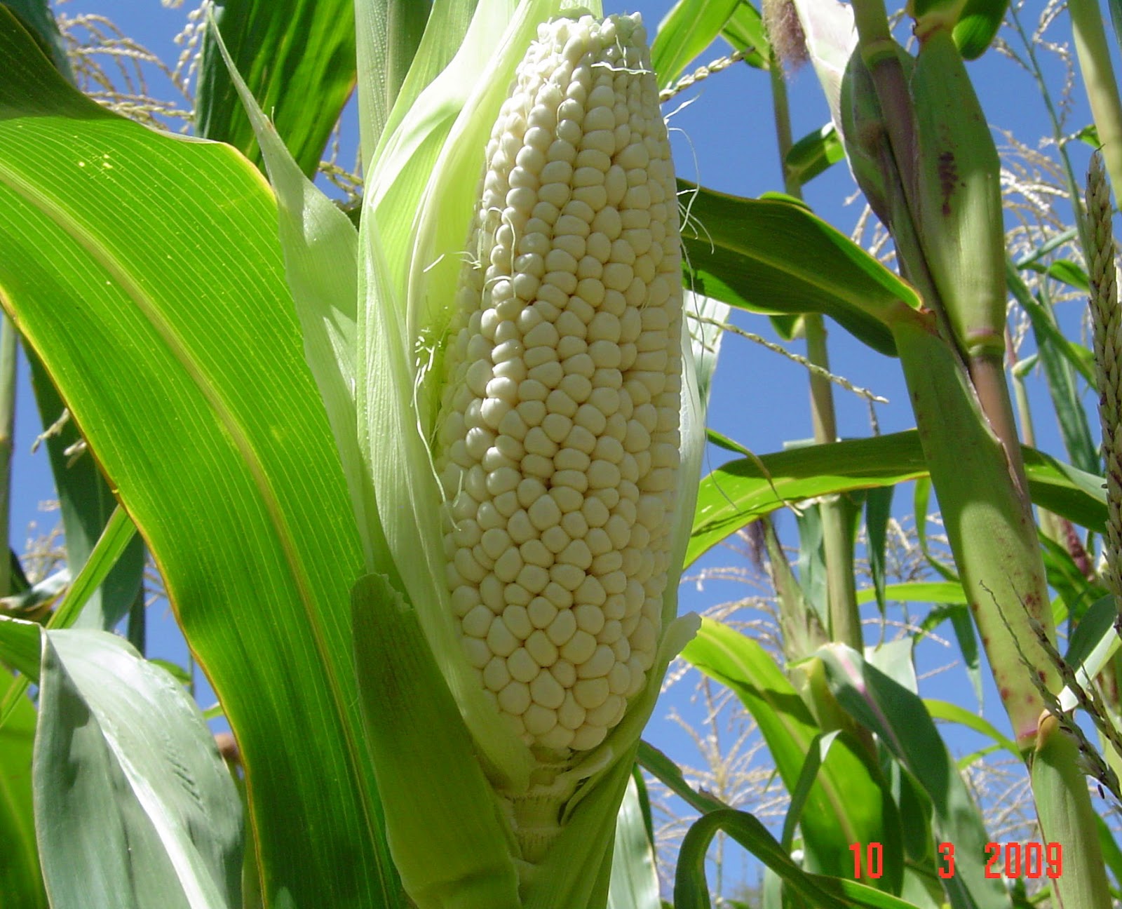 Víctor Ramió Aguirre: HOMENAJE AL CHOCLO CALAMEÑO