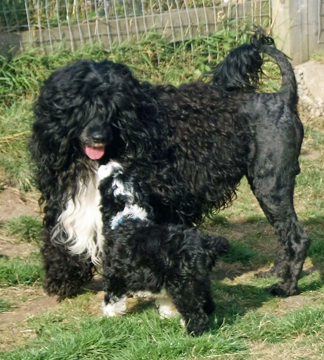 Blue Run Portuguese Water Dogs: Mays bred to Cruft's winner Romeo
