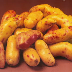 Animales y Plantas de Perú: El Olluco – Ullucus Tuberosus