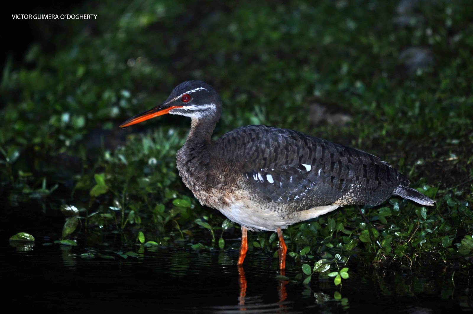Mis imágenes de aves: DE NUEVO EL AVE SOL, ESTA VEZ AMERICANA.