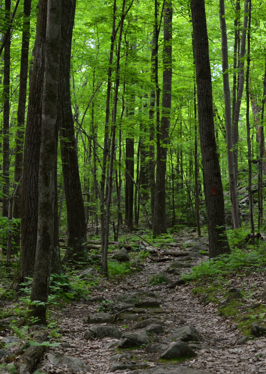 Woods Walks and Wildlife: May 2014