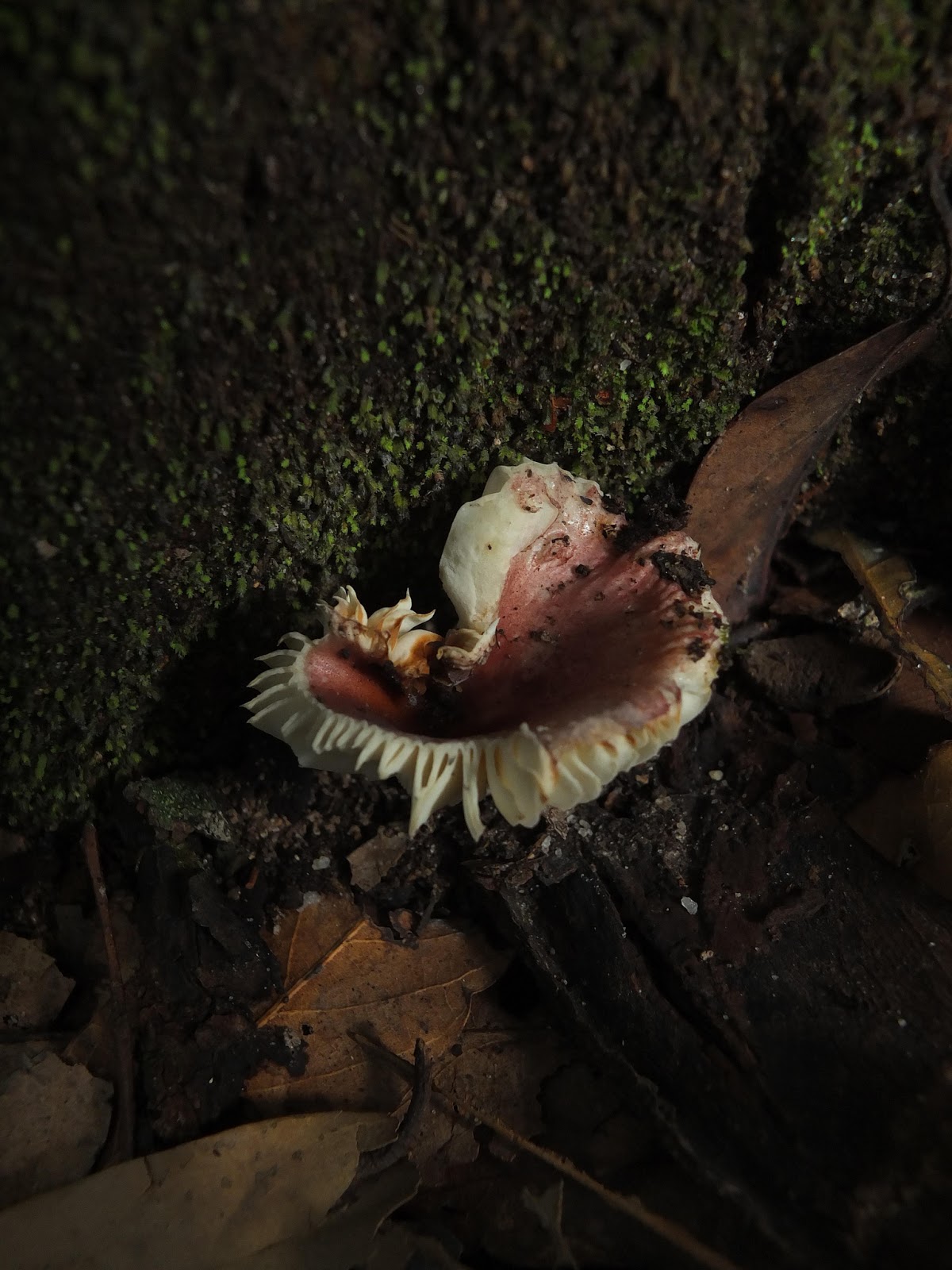 Tamilnadu Tourism: Kalakkad Mundanthurai Tiger Reserve, Thirunelveli